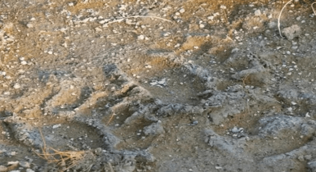 Leyendas y relatos del noroeste argentino: El Ucumar, el “Pie Grande ...